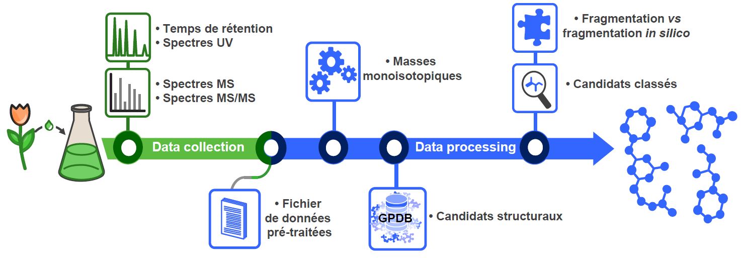 GAINS: Phytochemical Analysis of Plant Extract & Metabolic Profiling