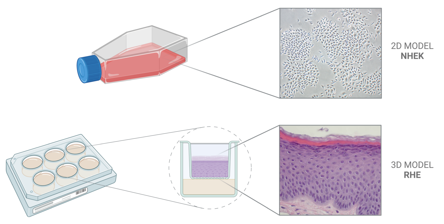 NHEK In Vitro Model in Cosmetics Testing | Bioalternatives