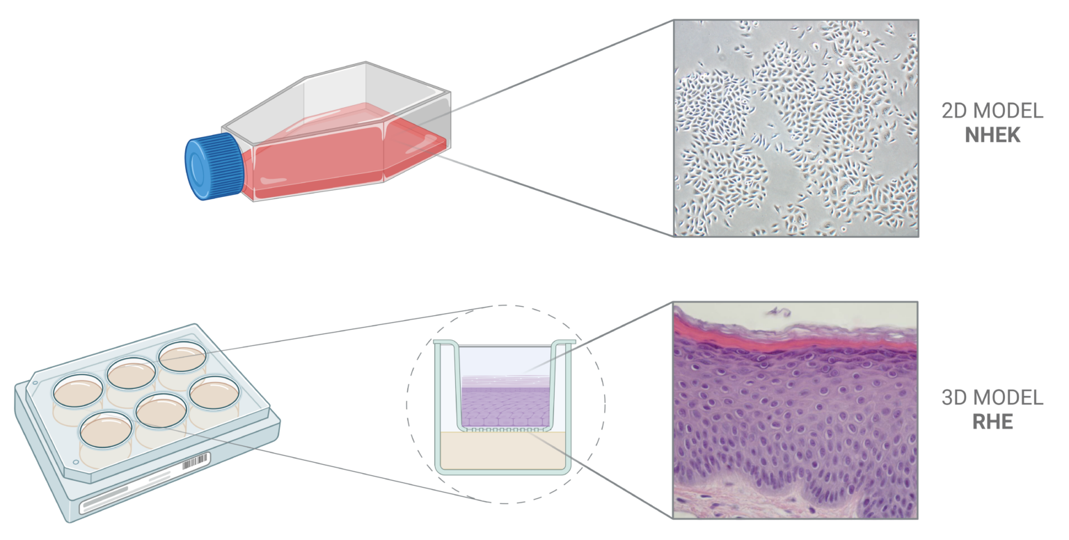 NHEK In Vitro Model in Cosmetics Testing | Bioalternatives