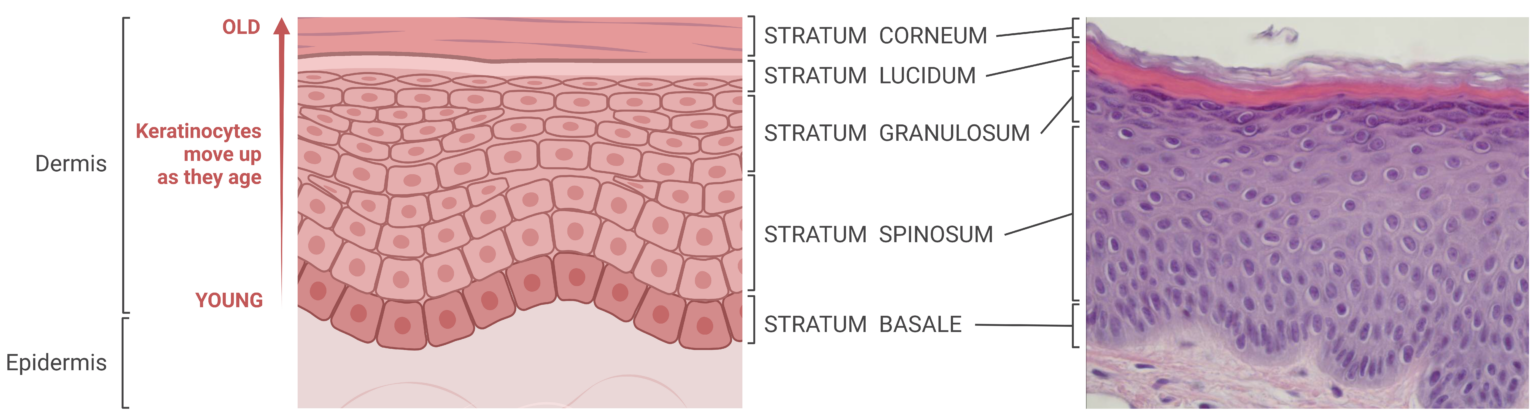NHEK In Vitro Model in Cosmetics Testing | Bioalternatives