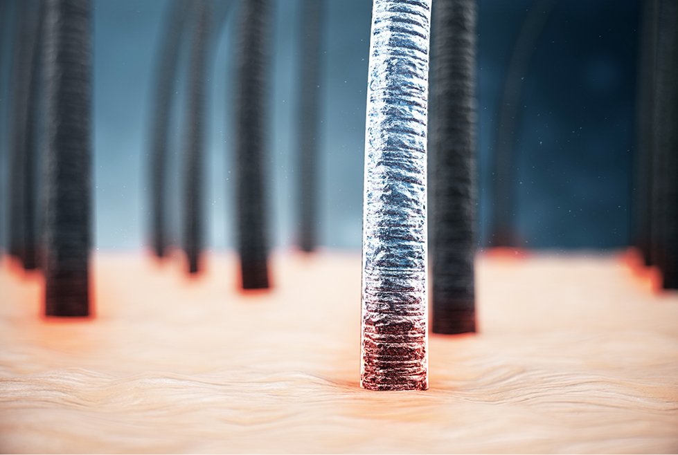 Canities and hair pigmentation - in vitro assays - QIMA Life Sciences