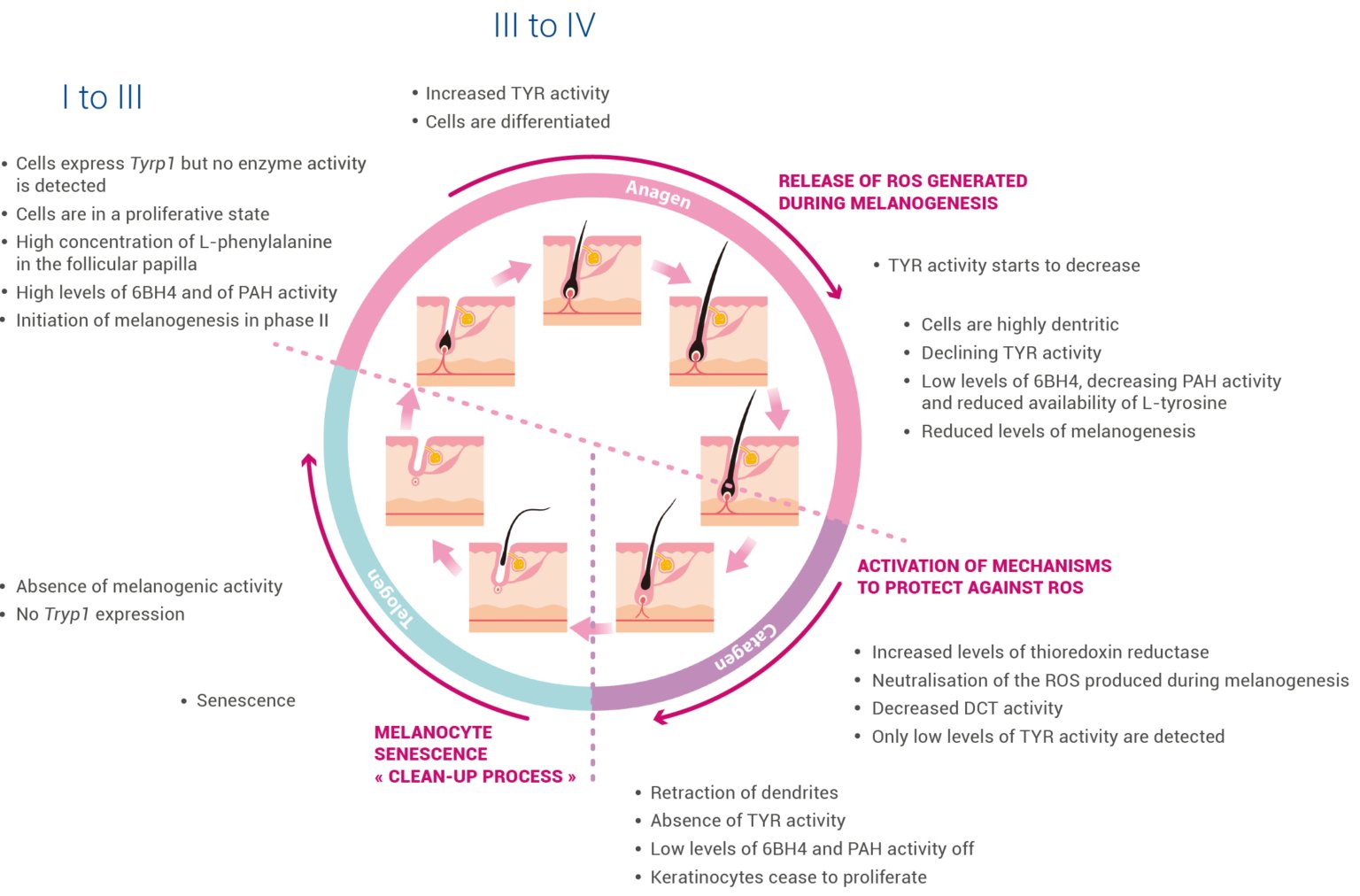 Canities and hair pigmentation - in vitro assays - QIMA Life Sciences