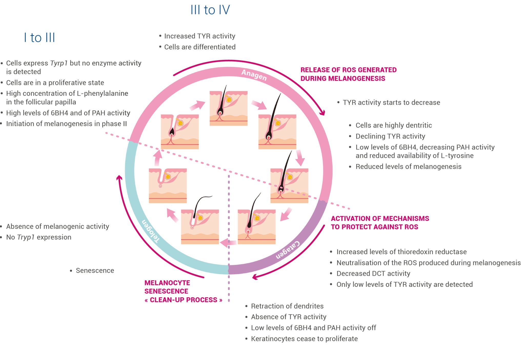 Canities and hair pigmentation - in vitro assays - QIMA Life Sciences