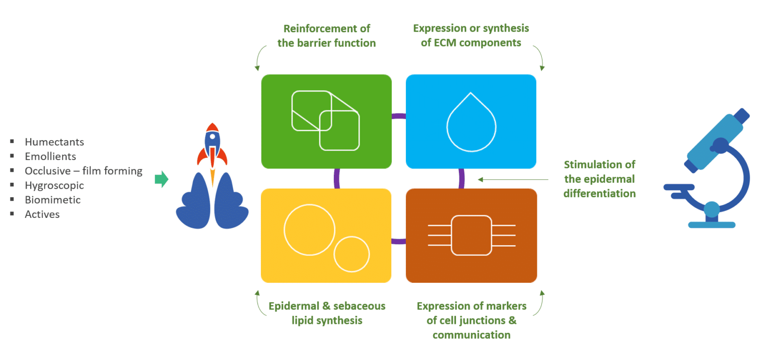 Hydration and skin barrier - Cosmetic efficacy studies, in vitro tests