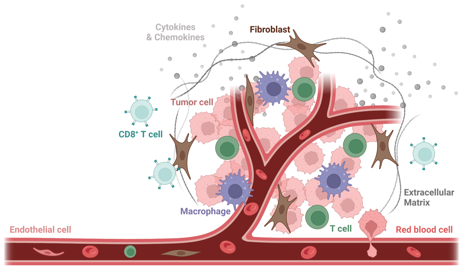 How Inflammation Can Spark and Fuel Cancer - QIMA Life Sciences