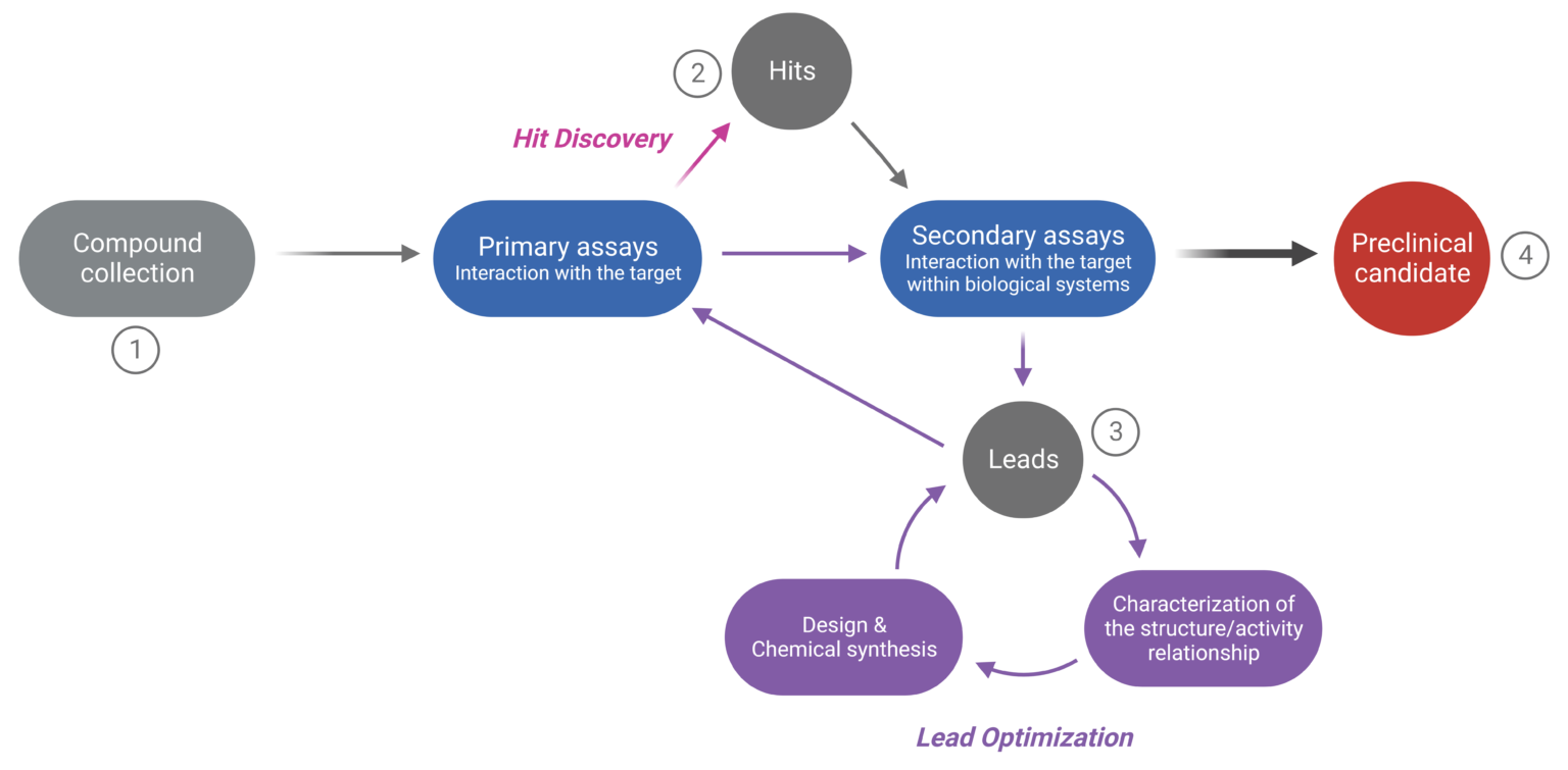 In Vitro Pharmacology - Drug Discovery & Development