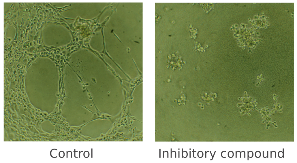In Vitro Assays to Study The Hallmarks of Cancer - QIMA Life Sciences