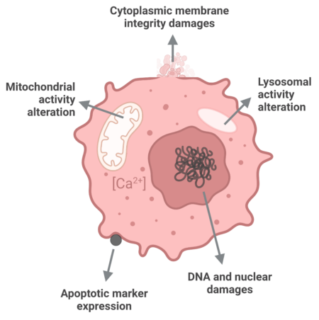 In Vitro Assays to Study The Hallmarks of Cancer - QIMA Life Sciences