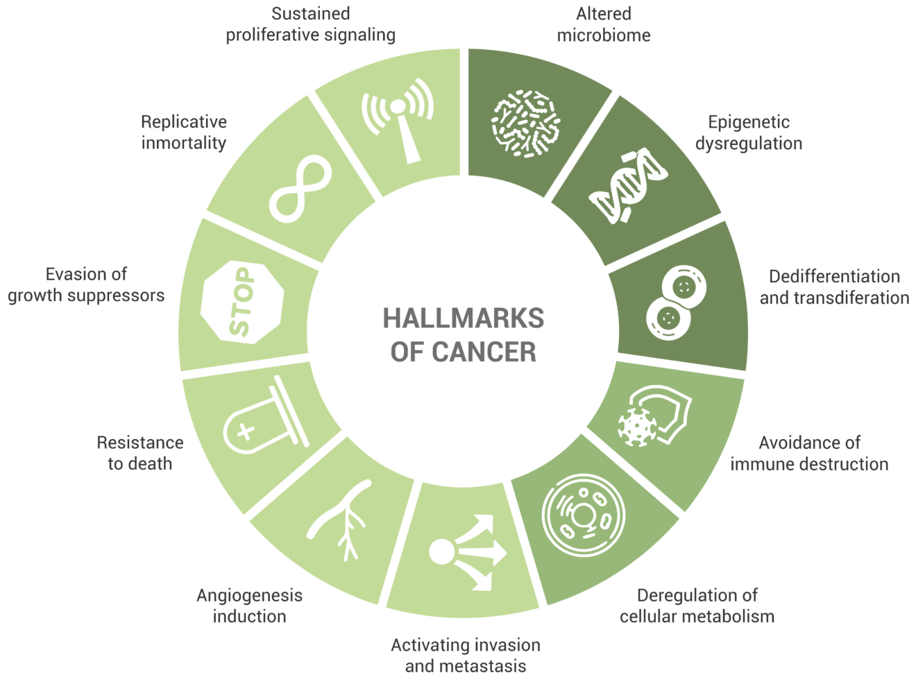 In Vitro Assays to Study The Hallmarks of Cancer - QIMA Life Sciences