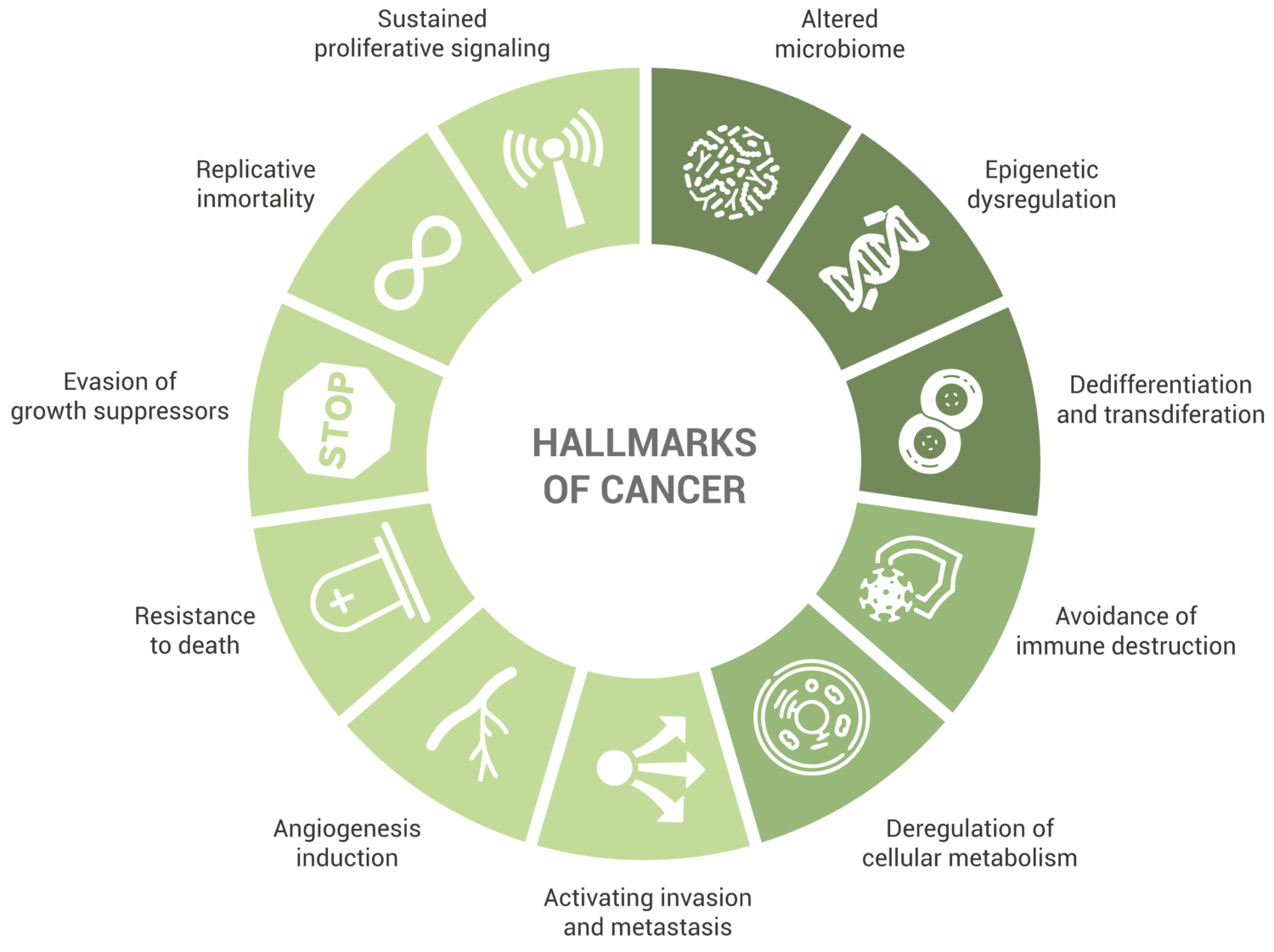 In Vitro Assays to Study The Hallmarks of Cancer - QIMA Life Sciences