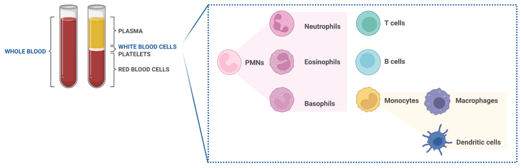 Immune-Inflammation - QIMA Life Sciences