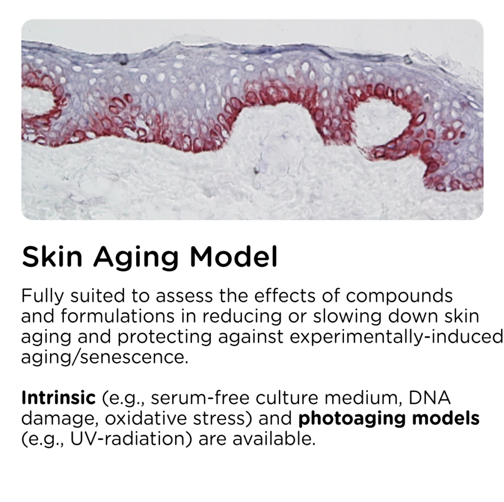 Human skin explant - QIMA Life Sciences