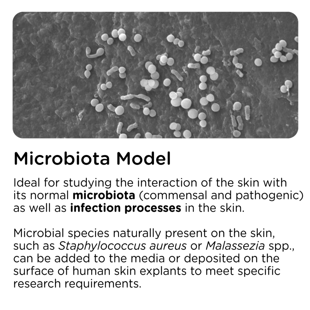 Human skin explant - QIMA Life Sciences