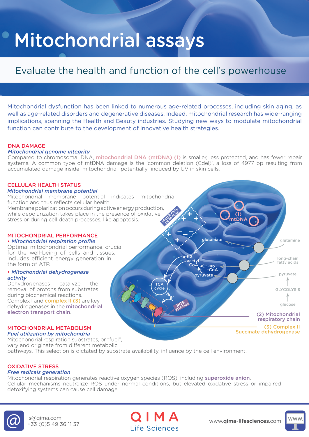 Skin Longevity and Aging: A New Narrative in Cosmetics