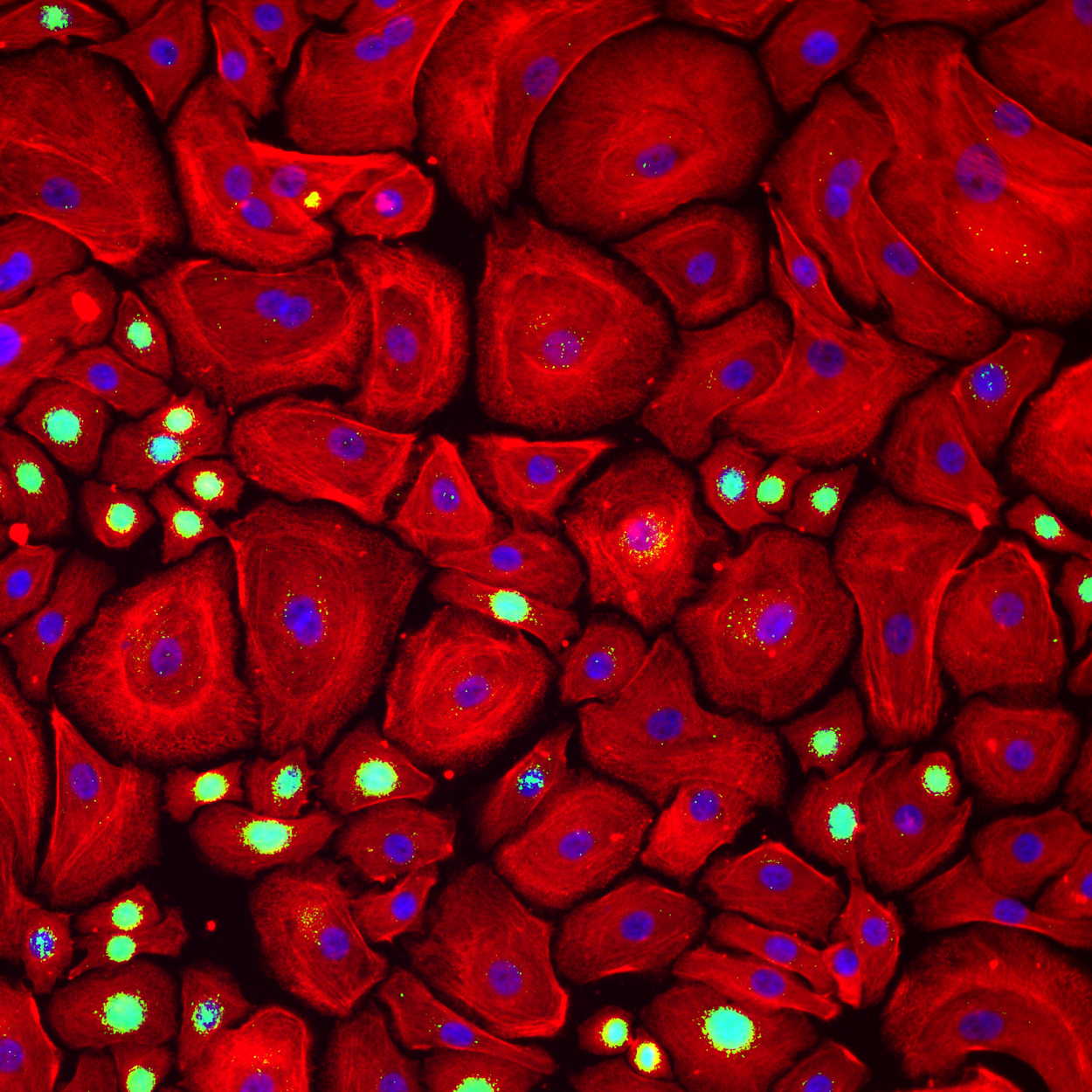 2D in vitro models & assays - QIMA Life Sciences