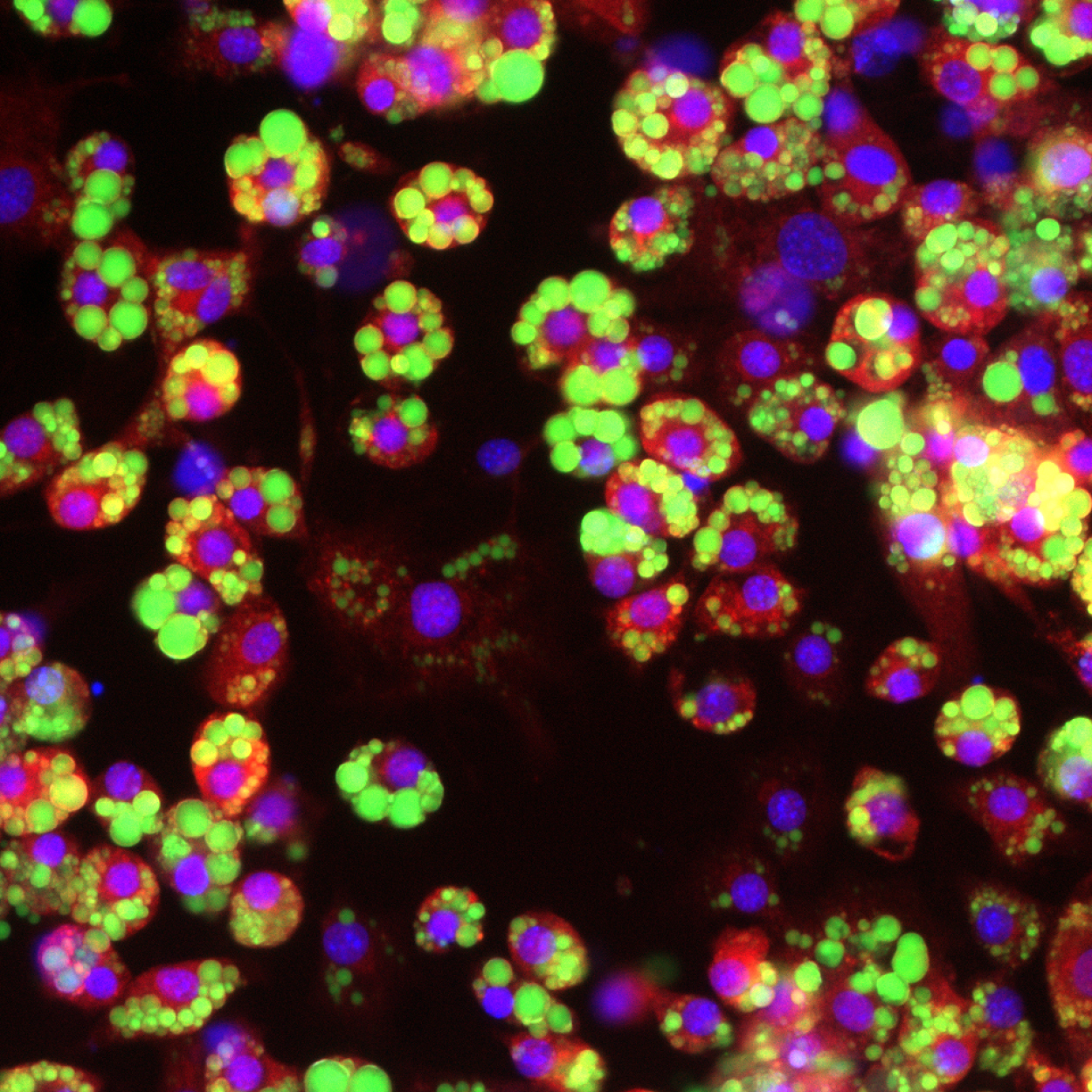 2D in vitro models & assays - QIMA Life Sciences