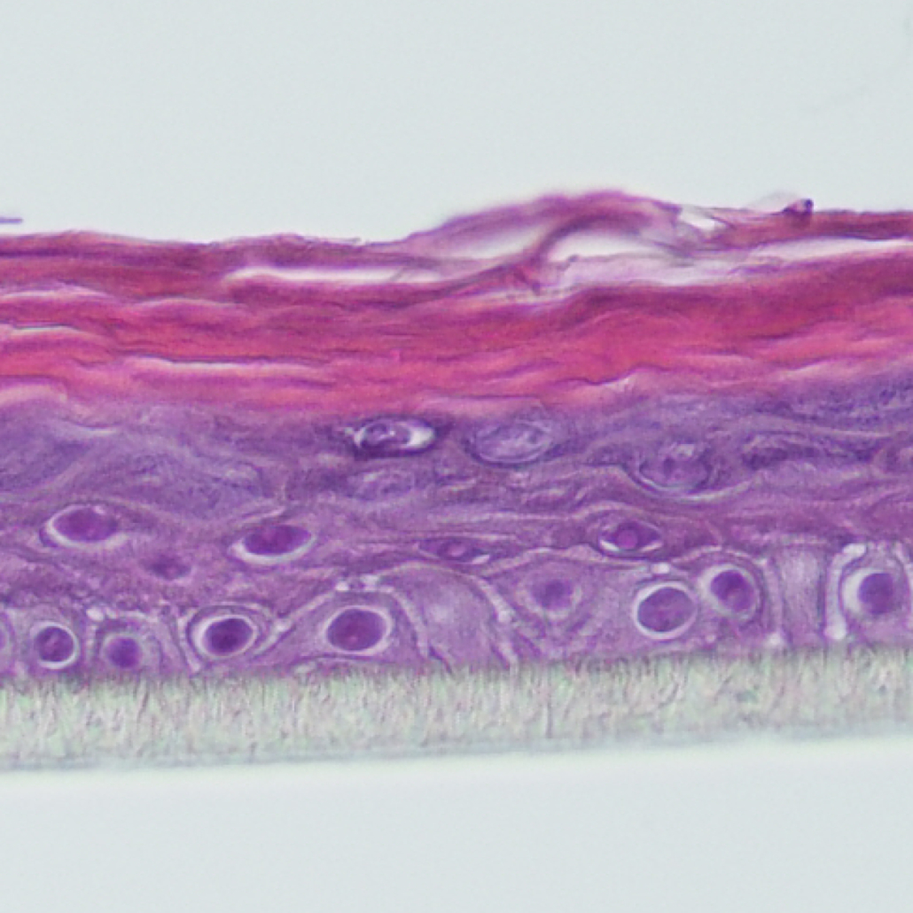 3D in vitro models & assays - QIMA Life Sciences