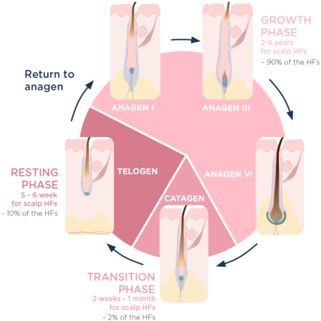 Hair growth - models and in vitro assays - QIMA Life sciences