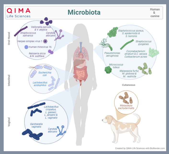 Microorganism models - QIMA Life Sciences