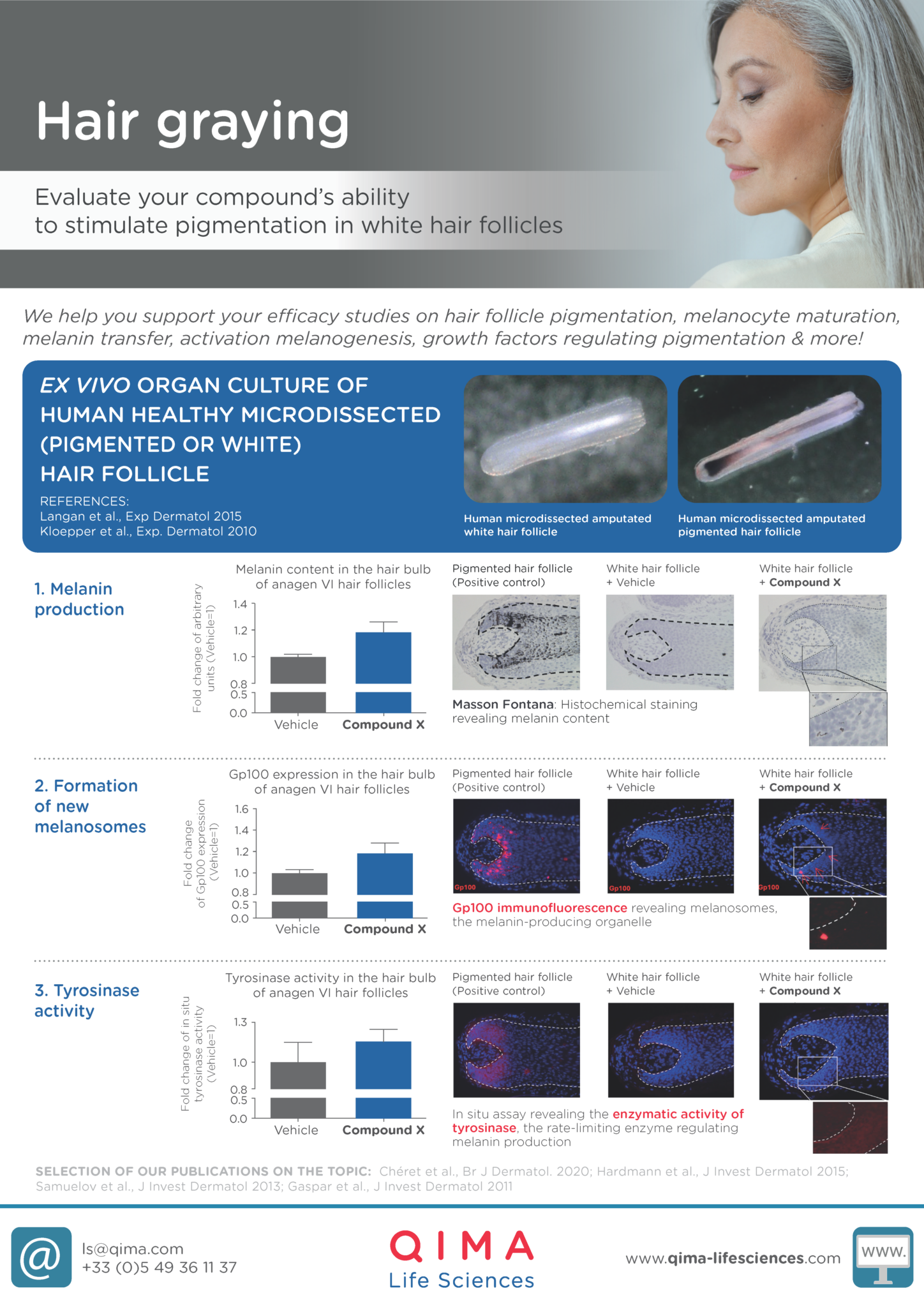 Hair pigmentation - models and in vitro assays