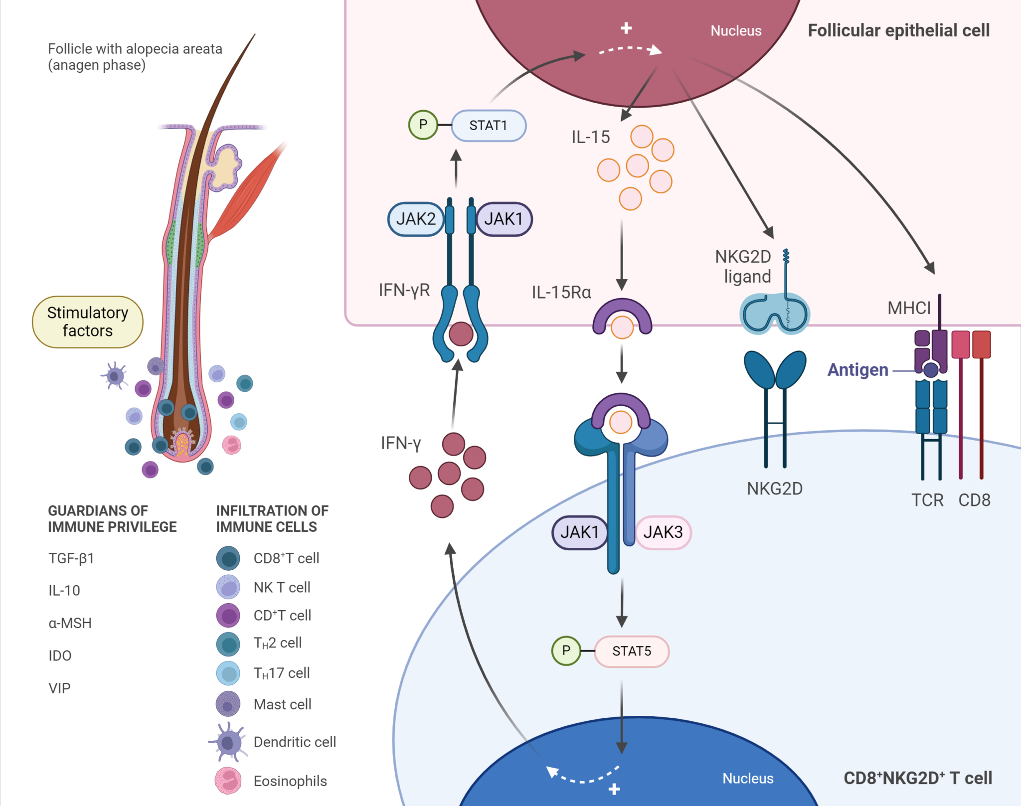 Autoimmune Skin Diseases | QIMA Life Sciences