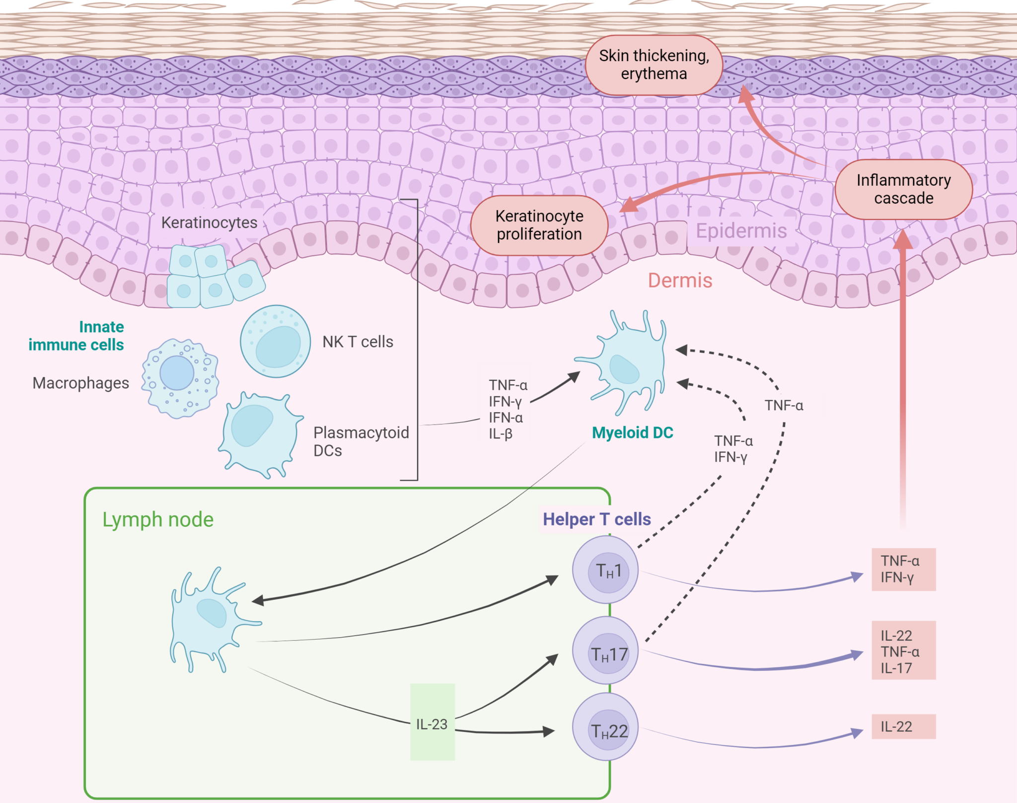 Autoimmune Skin Diseases | QIMA Life Sciences