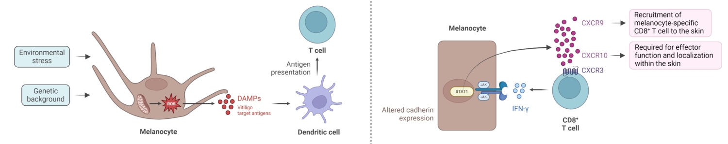 Autoimmune Skin Diseases | QIMA Life Sciences