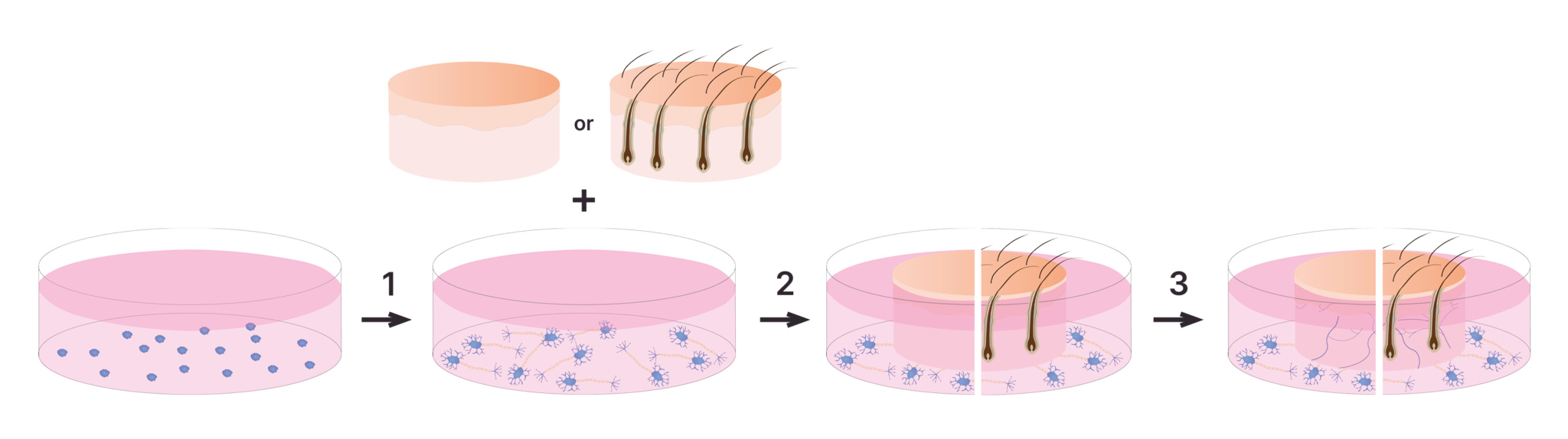 Re-innervated Skin Ex Vivo Model for Testing Compound Effects